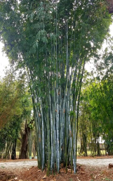 Clumping Bamboos | Bamboo from Florida for Privacy & Beauty. Fast ...