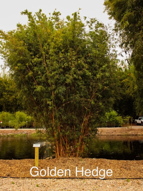 Clumping Bamboos | Bamboo from Florida for Privacy & Beauty. Fast ...