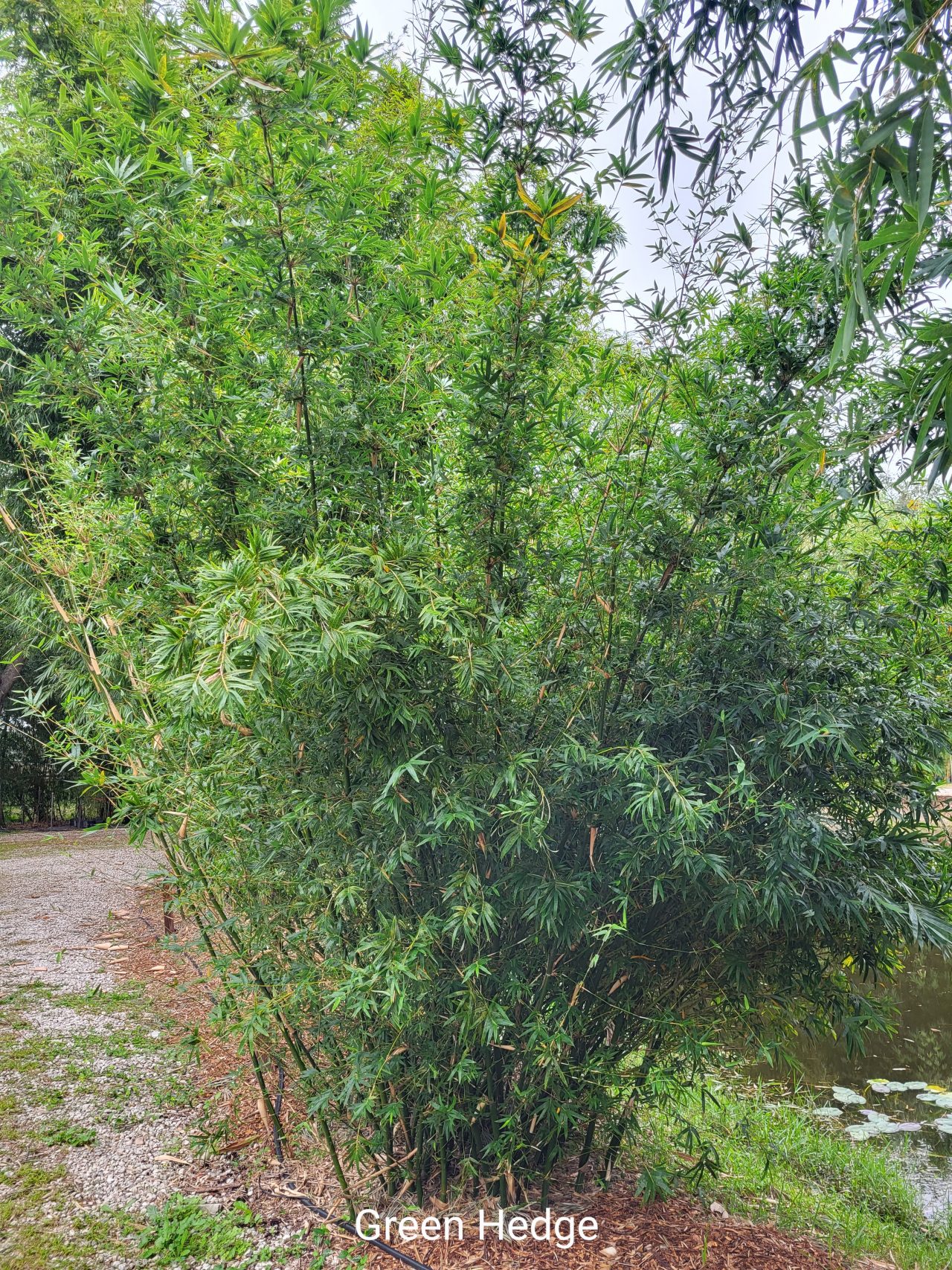 Specials | Bamboo from Florida for Privacy & Beauty. Fast-Growing, Non ...