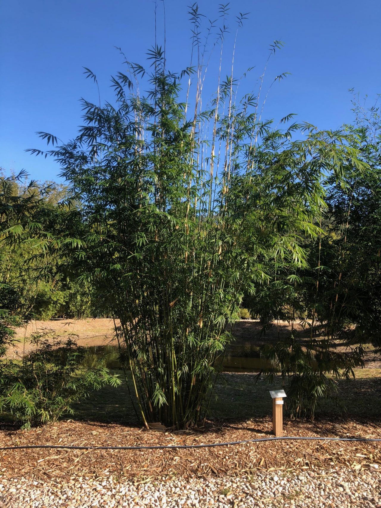 Specials | Bamboo from Florida for Privacy & Beauty. Fast-Growing, Non ...