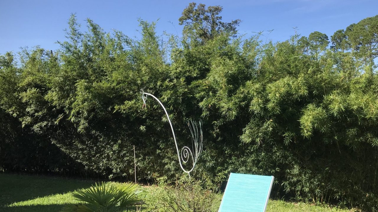 Clumping Bamboos | Bamboo from Florida for Privacy & Beauty. Fast ...